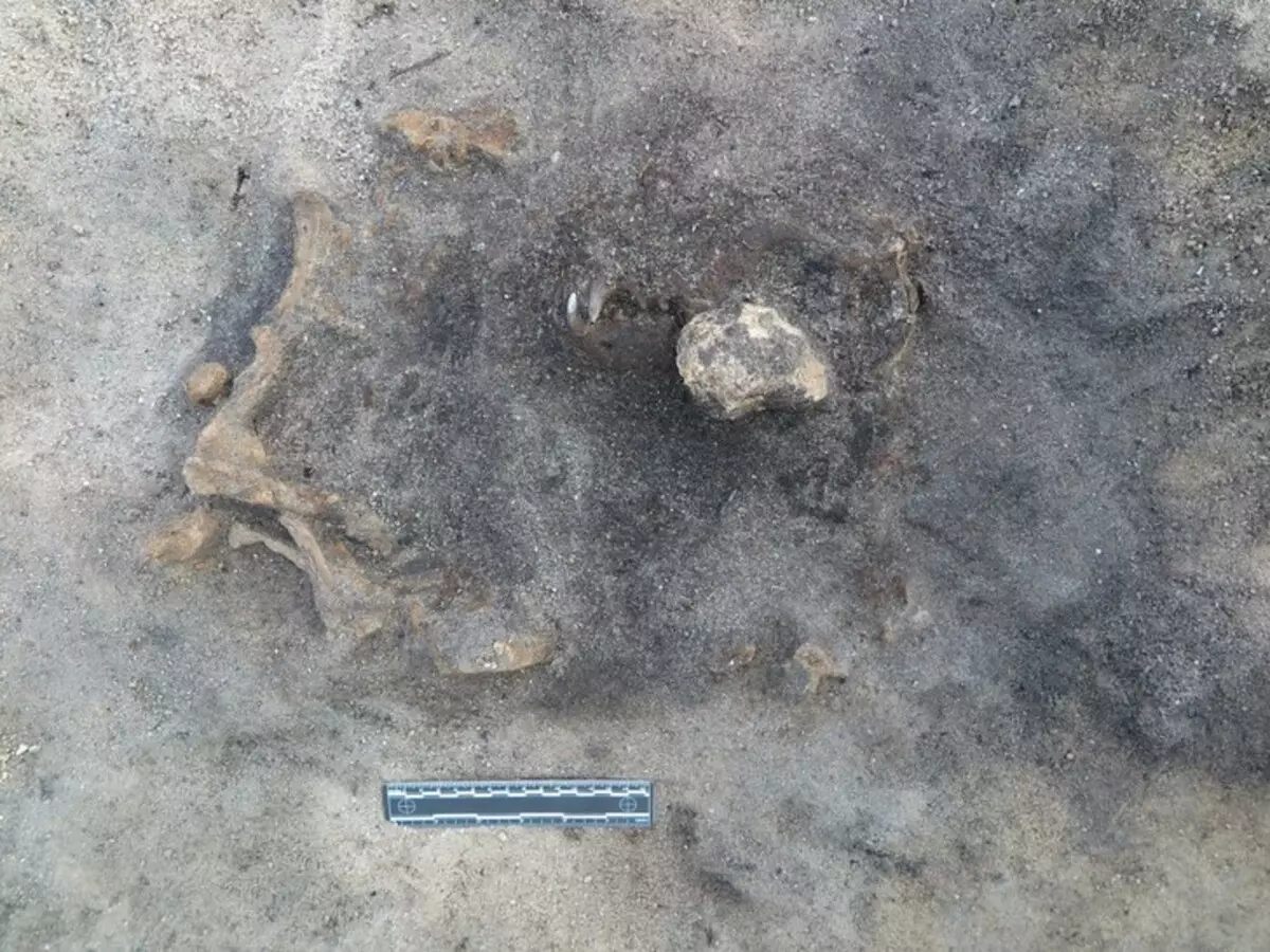 फोटो №1 - स्वीडनमध्ये, दगड शतकातील कुत्राचा दफन आढळला