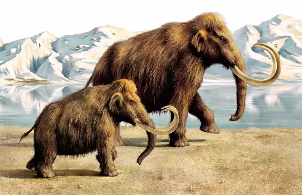 ຮູບພາບ№3 - ໃນເວລາທີ່ mammoths ບໍ່ໃຫຍ່