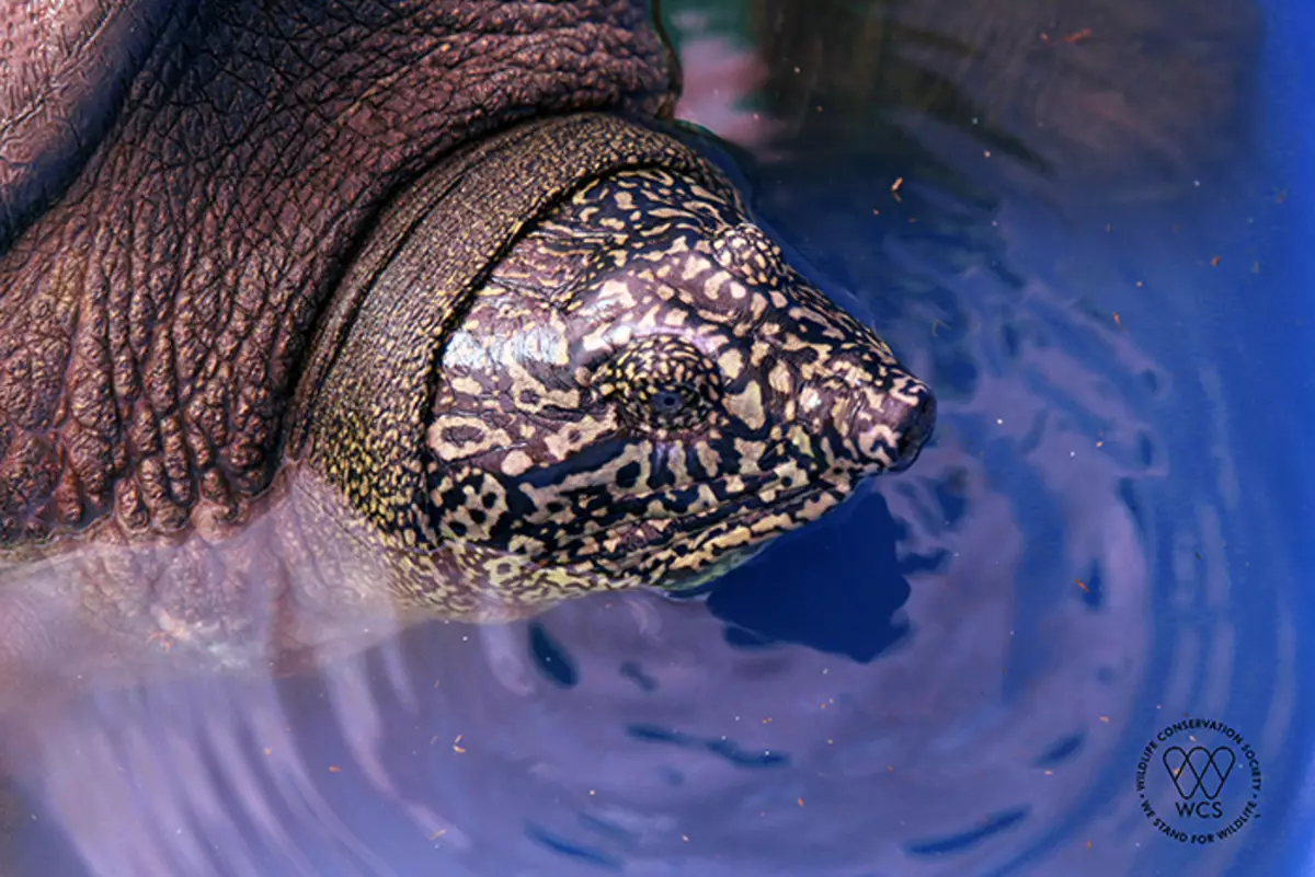Photo №1 - οι πιο σπάνιες χελώνες εμφανίστηκαν μια πιθανότητα σωτηρίας