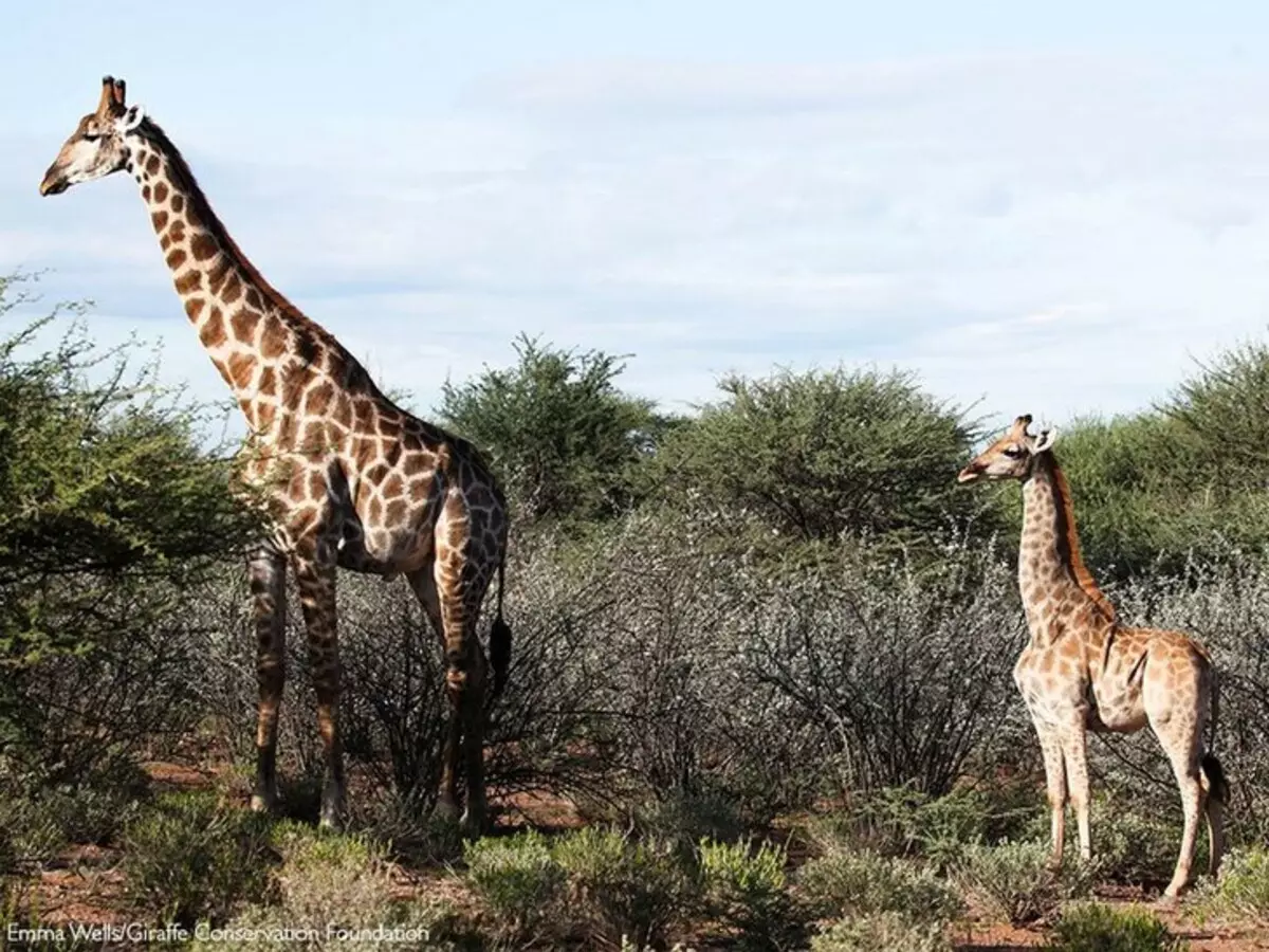 Foto numero 1 - Gli scienziati hanno riportato l'aspetto delle giraffe nane