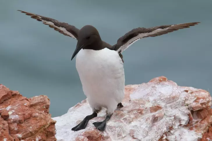 Photo lambar 1 - cutar AIDS COVID-19 rinjayi seabirds a cikin Baltic Sea