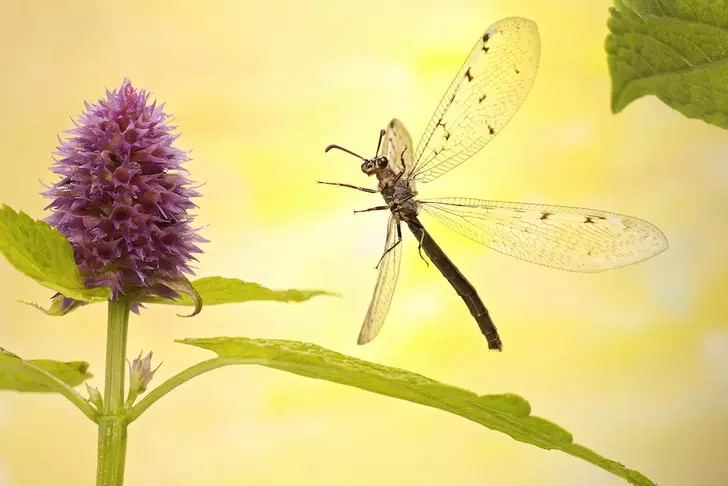 Varför lärde sig insekterna att 