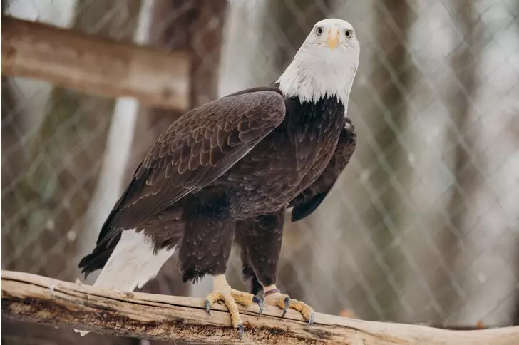 Foto nummer 1 - Fundet en forklaring på den mystiske død af Belogolov Eagles
