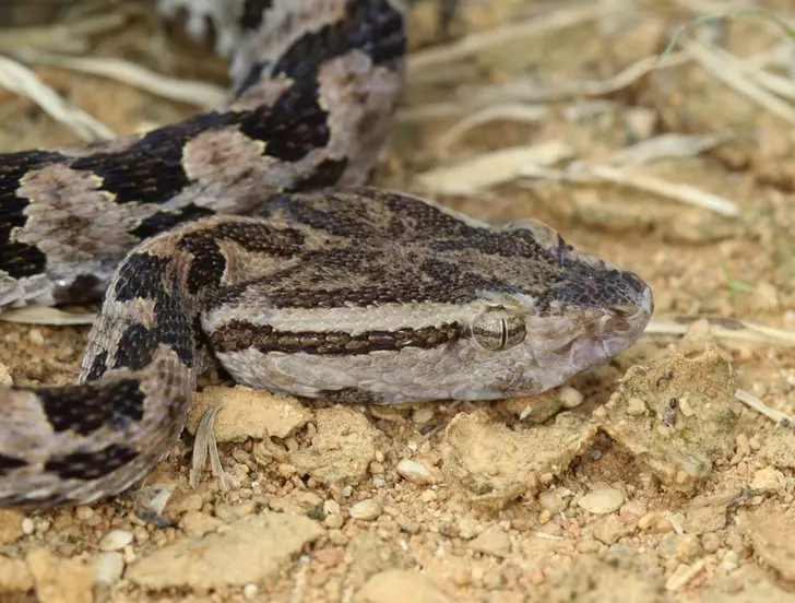 Foto №1 - els científics van aprendre sobre les sorprenents característiques de la saliva humana