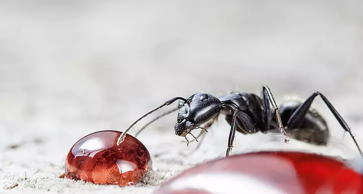 Photo №3 - café pour fourmis, nouvel organe d'homme et autres nouvelles découvertes