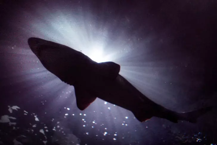 照片1 - 到2050年，大不列顛海岸的鯊魚將更多