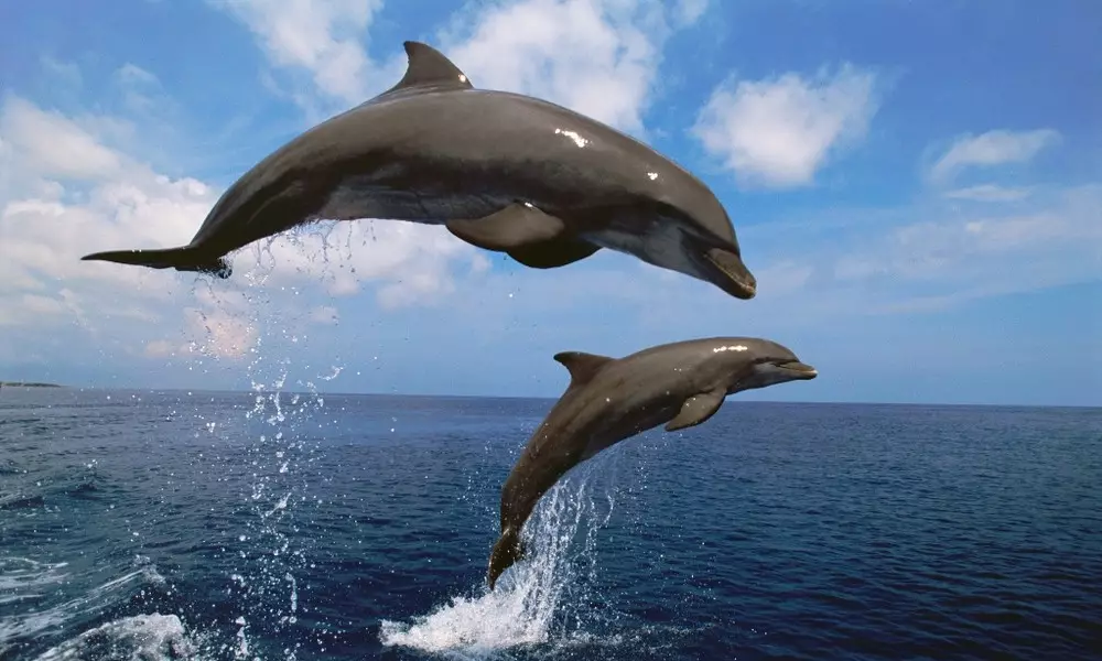 Ang mga Dolphin nakatabang sa mga siyentista nga masabtan ang kinaiya sa menopos