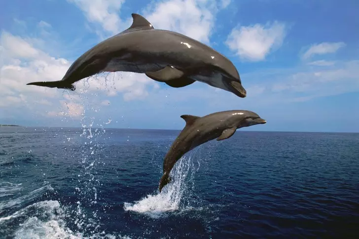 Foto №1 - Los delfines ayudó a los científicos a comprender la naturaleza de la menopausia
