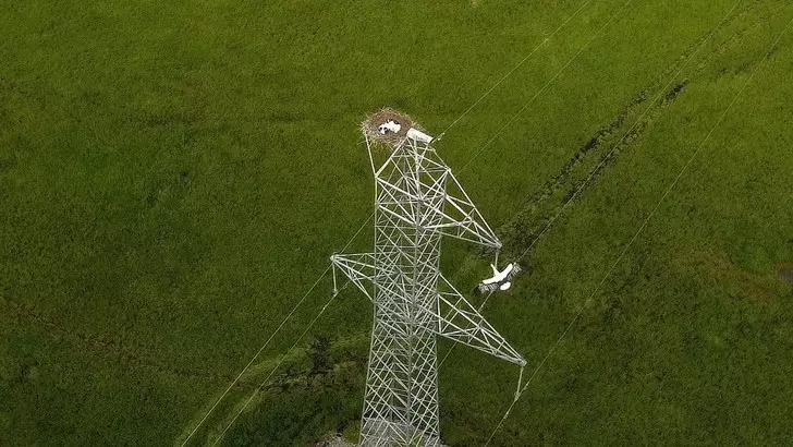 Photo №2 - Die Bevölkerung der rotgeborenen Arten in der Region Amur hat sich seit Anfang des Jahrhunderts verdoppelt