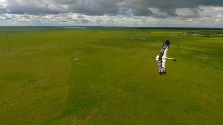 Photo №3 - Die Bevölkerung der rotgeborenen Arten in der Region Amur hat sich seit Anfang des Jahrhunderts verdoppelt