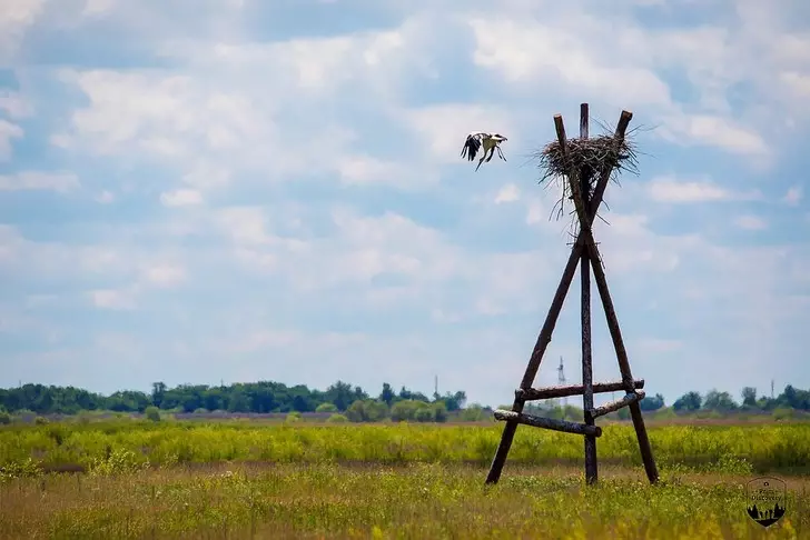 Photo №4 - Die Bevölkerung einer rotgeborenen Art in der Region Amur hat sich seit Anfang des Jahrhunderts verdoppelt