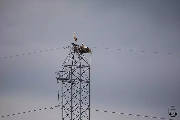 Foto №5 - De bevolking van een roodgeboren soorten in het Amur-regio is verdubbeld sinds het begin van de eeuw