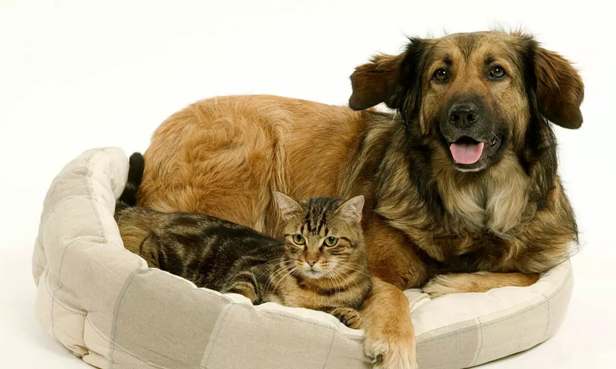 Hvordan katter og hunder kommer sammen med hverandre