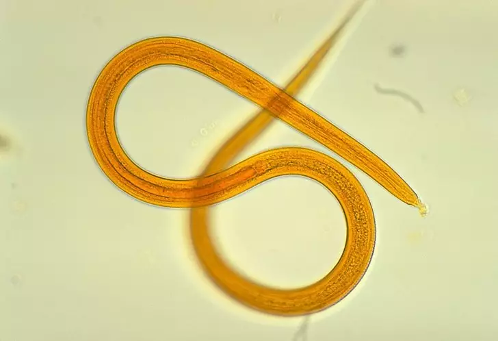 Foto №1 - Nematodes meletakkan rekod dalam keadaan beku