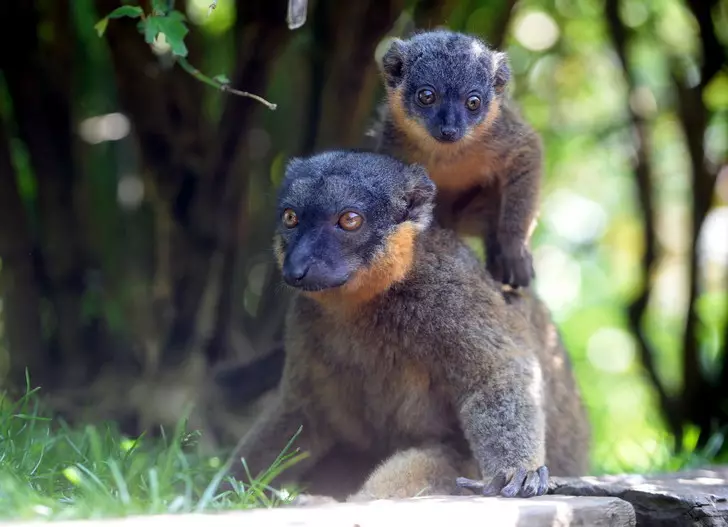 ఫోటో నంబర్ 1 - ప్రపంచంలో అత్యంత హాని primates పేరు పెట్టారు