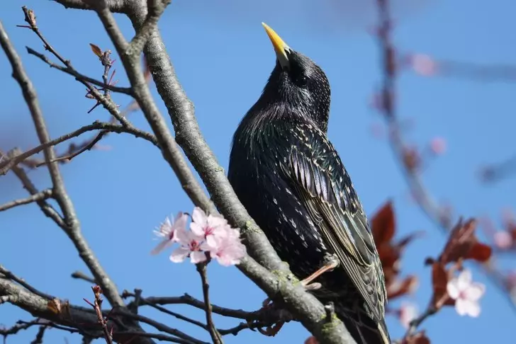 Foto Foto 1 - Kepiye Antidepresses mengaruhi manuk