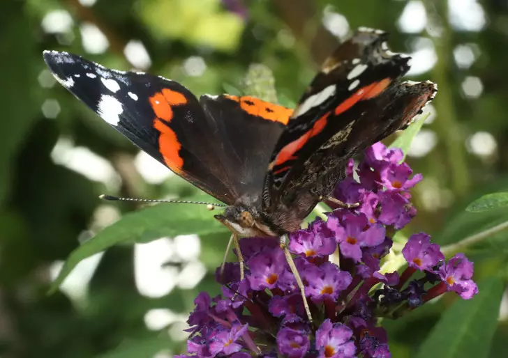 Photo number 1 - Butterfly-admirals returned to Moscow