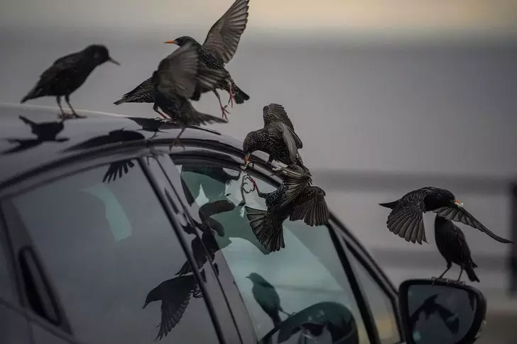 Zdjęcie numer 1 - ptaki są szybko stare ze względu na hałas samochodów
