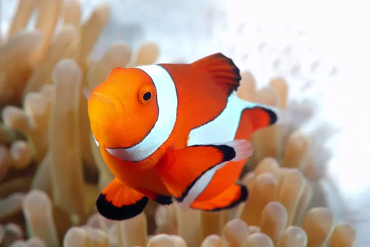 Foto №1 - ¿Por qué las barras de peces rayas blancas