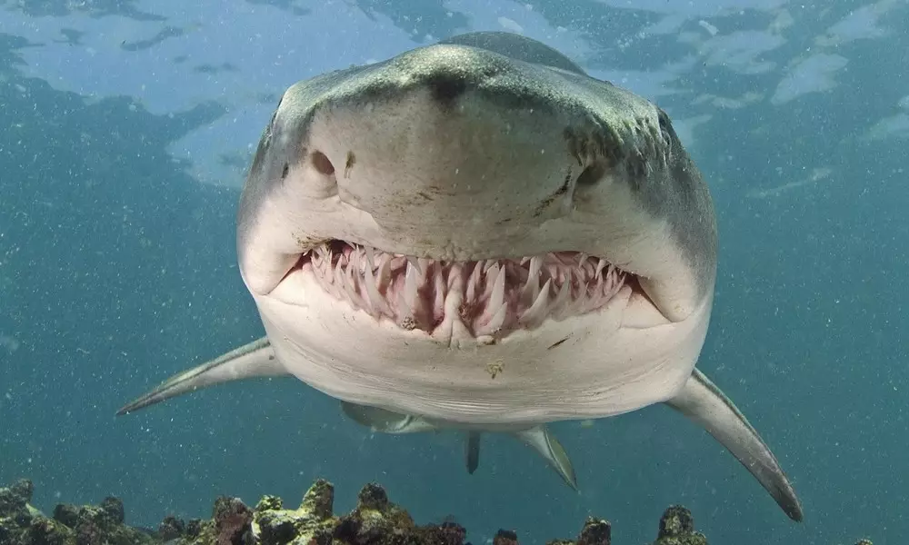 Ғалымдар ДНҚ-да шабуылдалған акуланы анықтады