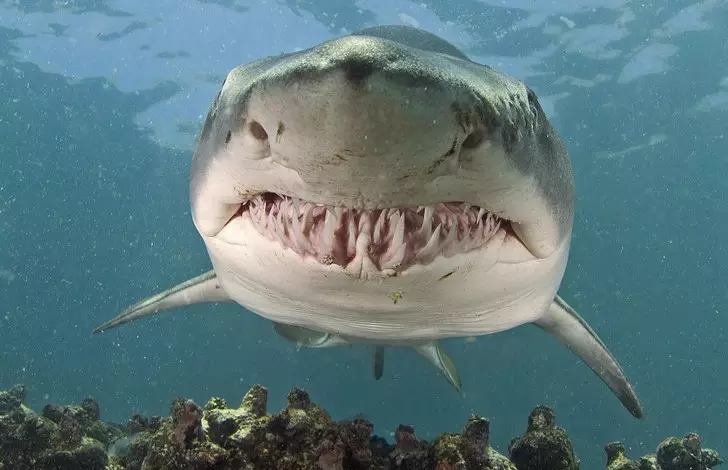 照片№1 - 科學家們確定了DNA的攻擊者鯊魚