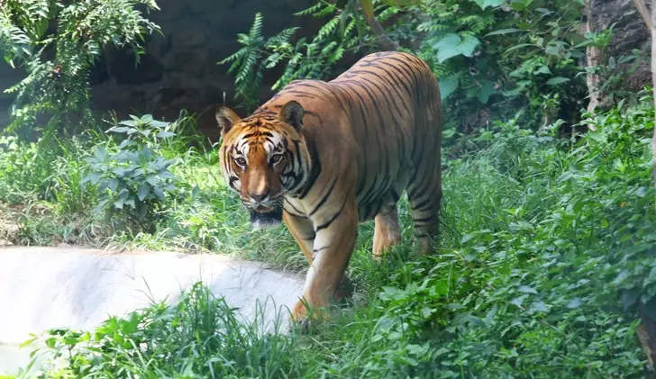 फोटो क्रमांक 1 - पर्यावरणशास्त्रज्ञांनी बंगाल वाघांच्या लोकसंख्येबद्दल सांगितले