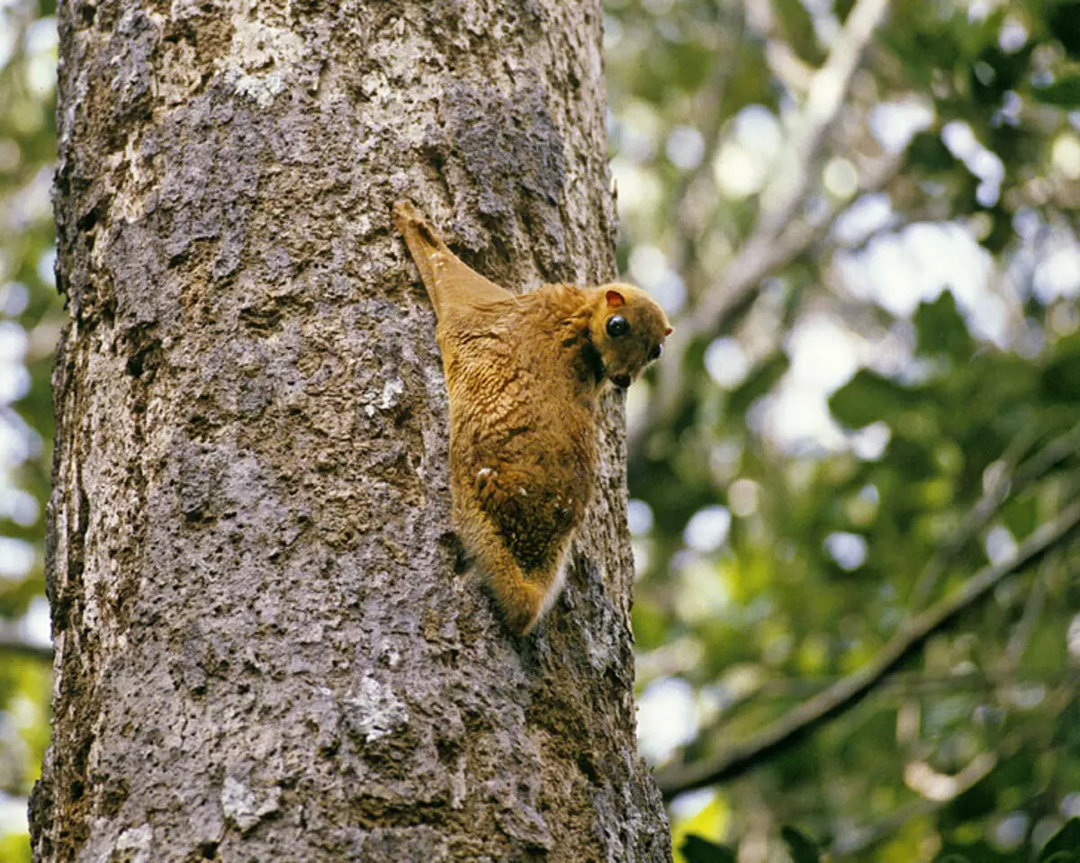 Foto №5 - Flyg utan regler