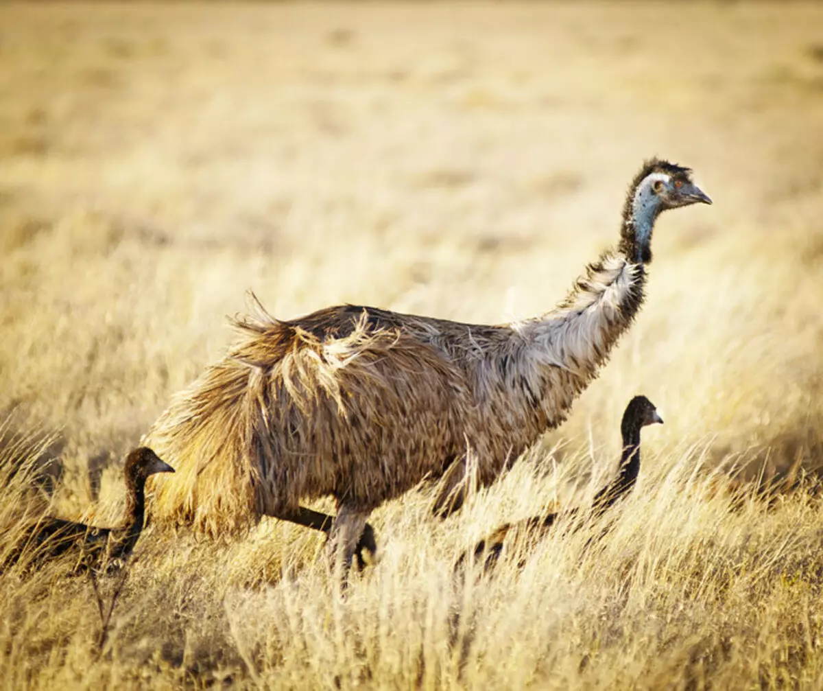 Fotografija №1 - Australija: Emancipacija EMU-a i drugih događaja u mjesecu