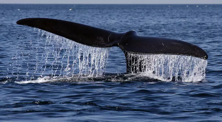 Foto №1 - Baleias morrem no Atlântico Norte