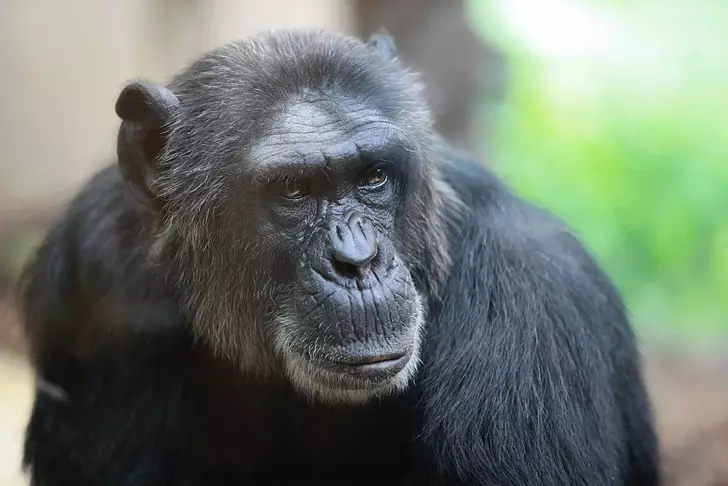 Número de fotos 1 - A enfermidade de Alzheimer atopada no chimpancé