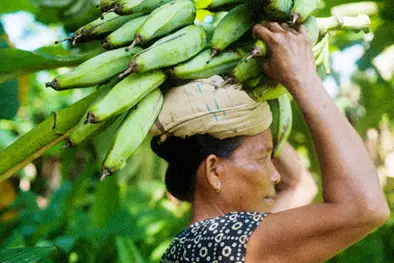 ඡායාරූප අංකය 10 - වැඩ කරන වේලාව: කෙසෙල් පාරාදීසය