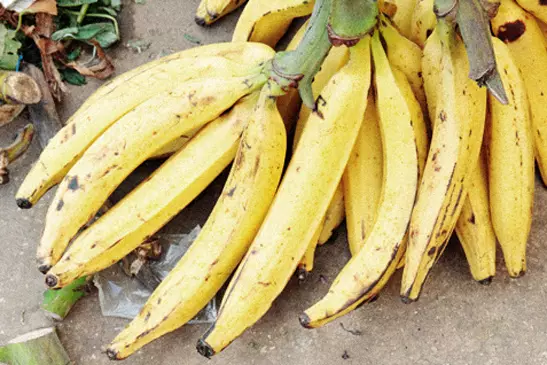 Foto Numri 20 - Koha e punës: Parajsa e Bananes