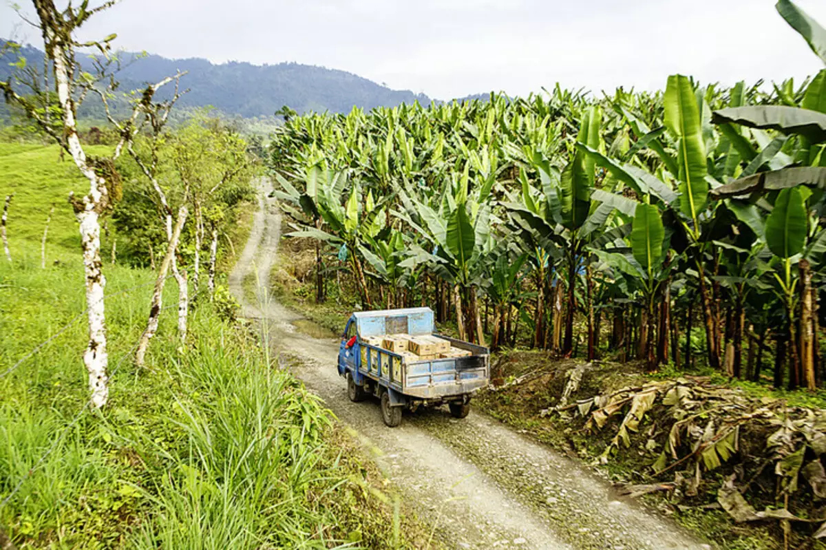 Foto №4 - wayahe kerja: pisang pisang