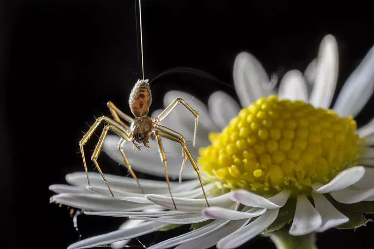 Mufananidzo №3 - Flying Spider, kutsamwisa madonhwe uye zvimwe zvitsva zvakawanikwa