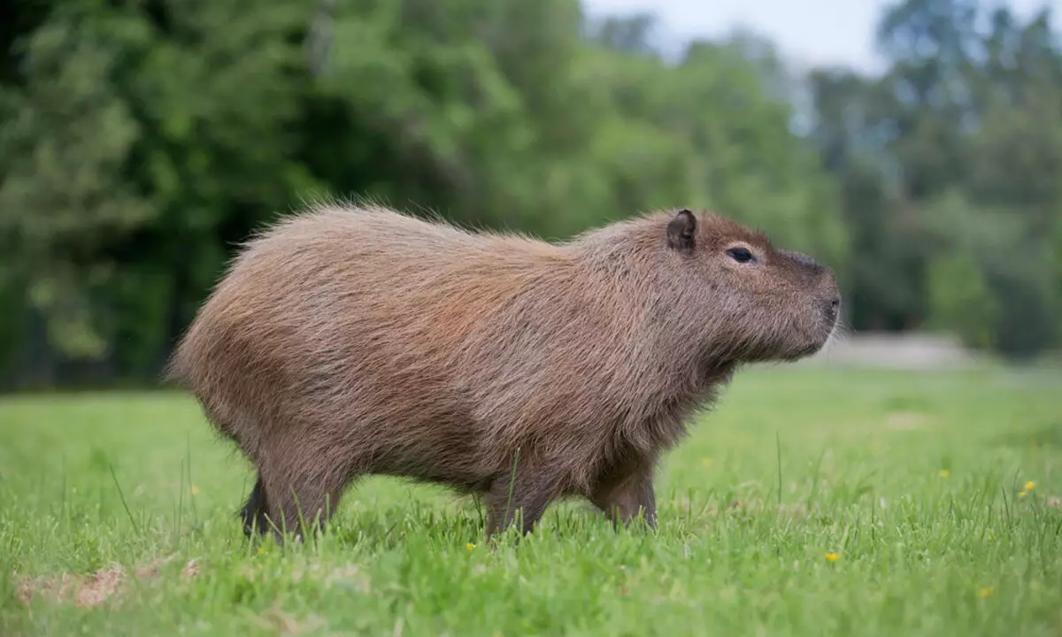 Capibars: Síðasti risarnir