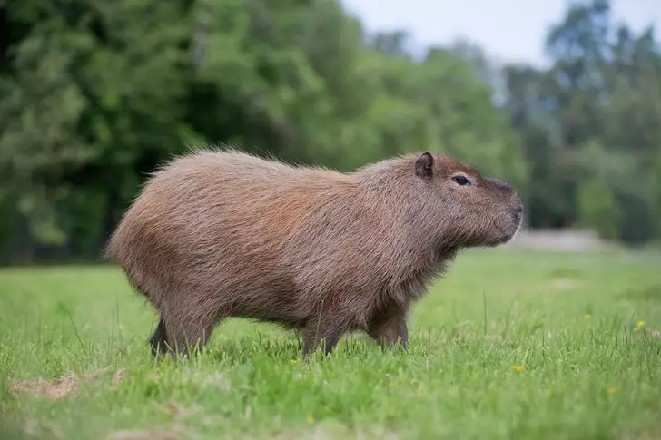 Resim №1 - Capibars: Devlerin sonuncusu