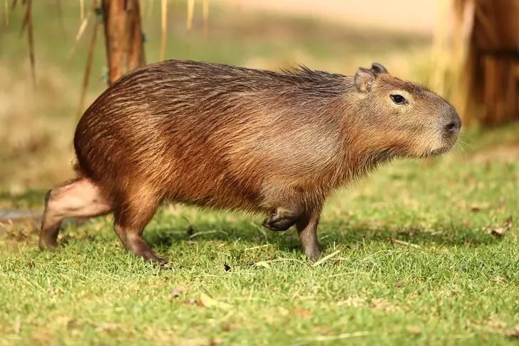 Mynd №2 - Capibara: Síðasti risarnir