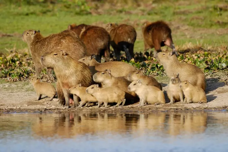 Fotoğraf Numarası 5 - Capibara: Devlerin Sonuncusu