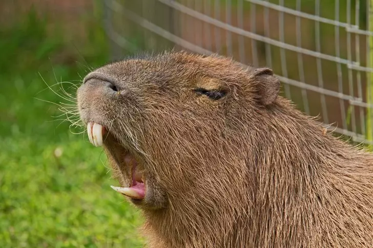 Myndarnúmer 7 - Capibara: Síðasti risarnir