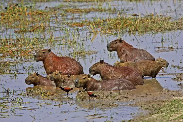 Foto nummer 8 - Capibara: Den sidste af giganterne