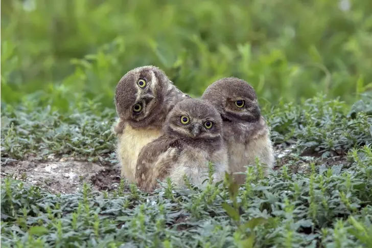 Myndarnúmer 5 - Owls: Flying á vængi um nóttina