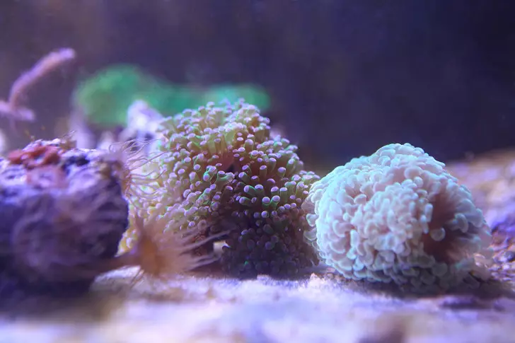 Hejmara Wêne 1 - Corals dest bi mezinbûna li Primorsky oceanarium