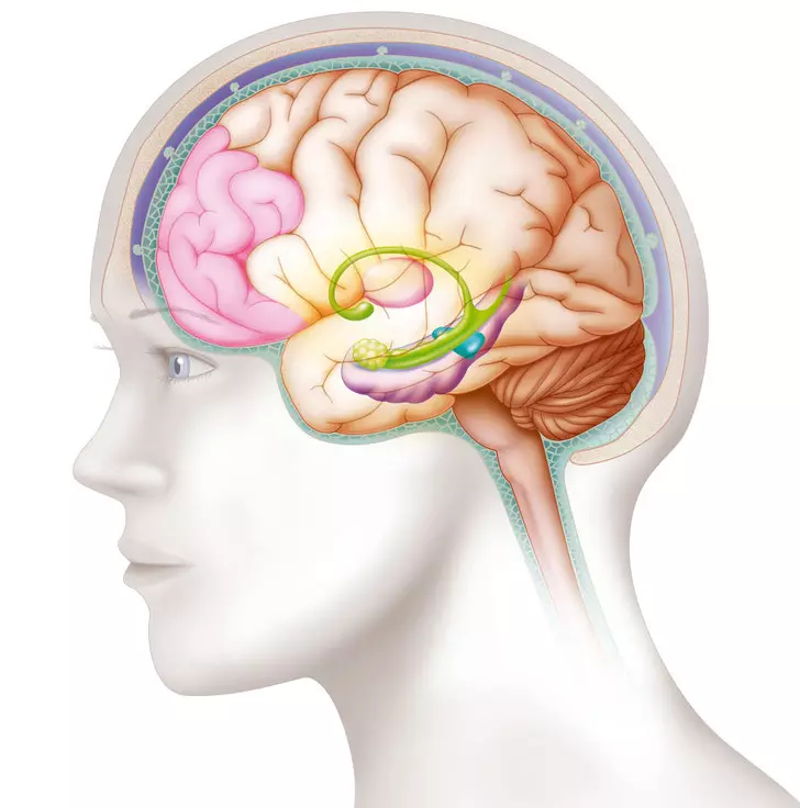 Inombolo ye-1 - izazinzulu zixelele ngendima ye-dopamine ephaphile