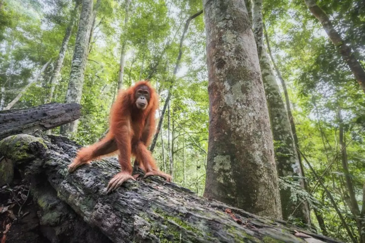 Ifoto №1 - Orangutans yize gukora indobo