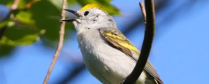 Nomer poto 1 - hibrid tina tilu spésiés manuk kapanggih di satwa