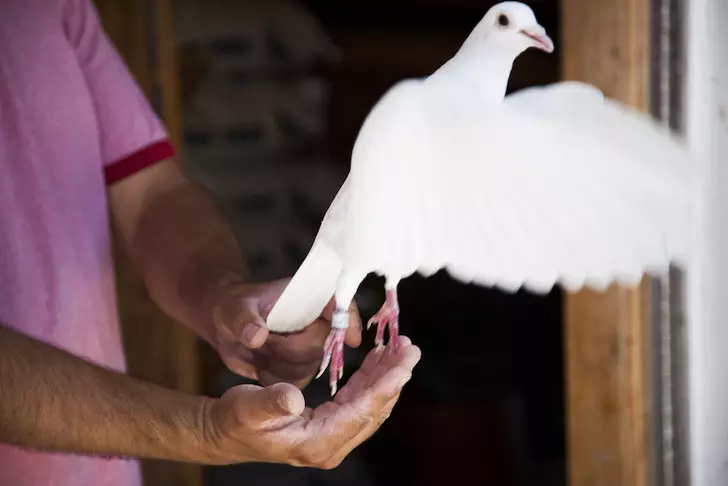 Fotoğraf №2 - Kuş-Navigator: Güvercin Posta Hakkında 7 Hikaye