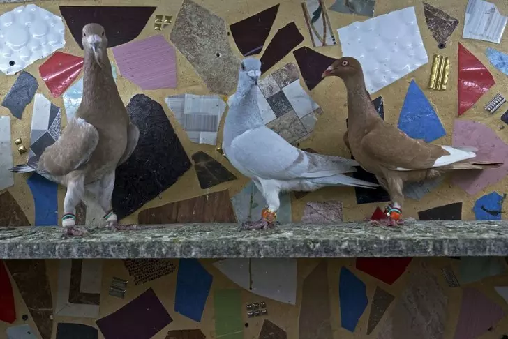 Fotoğraf №5 - Kuş Navigator: Güvercin Posta Hakkında 7 Hikaye