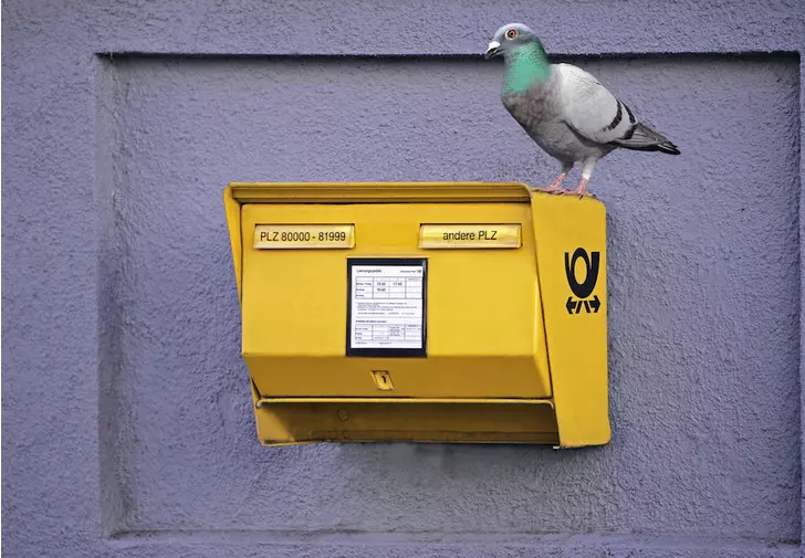 Fotoğraf №6 - Kuş Navigator: Güvercin Posta Hakkında 7 Hikaye