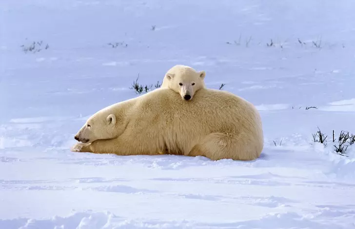 写真番号1 - 白いクマの繁栄の人口が見つかりました