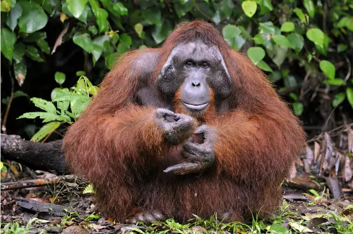 عکس شماره 1 - دانشمندان در مورد توانایی های غیر معمول Orangutan گفتند